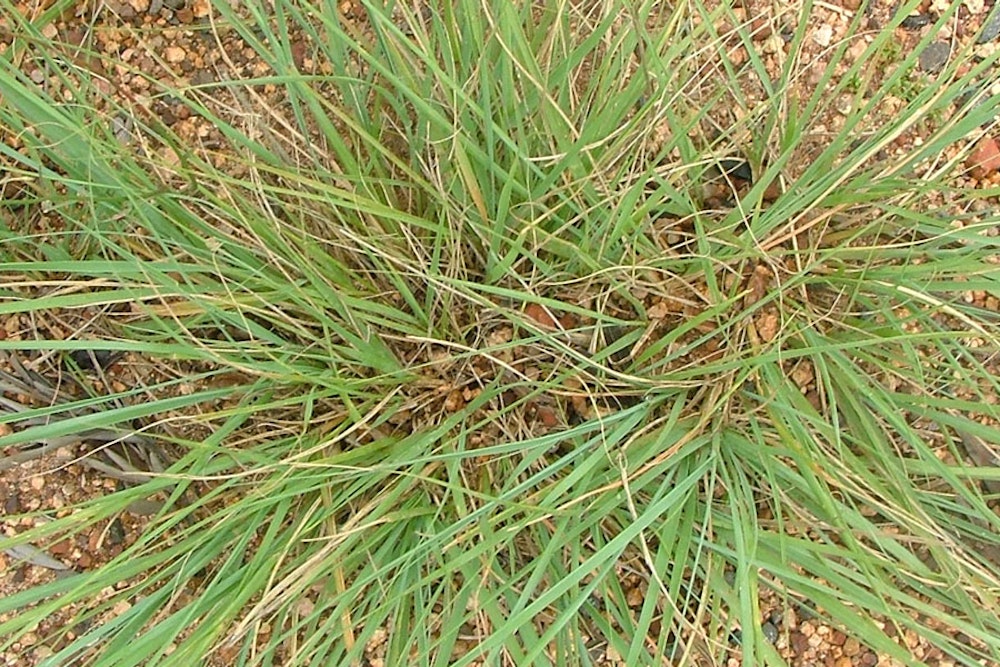 African lovegrass