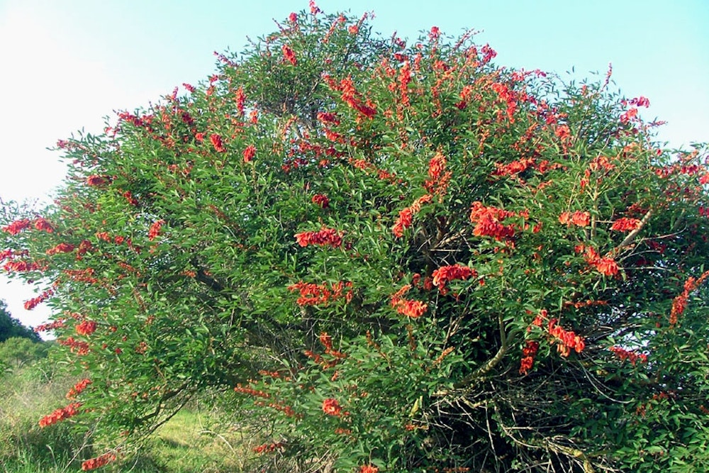 Cockspur coral tree