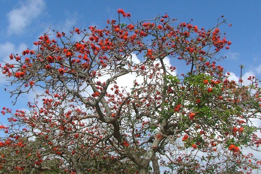 Common coral tree