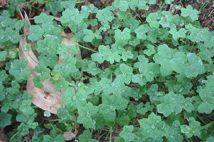 Pennywort Pennywort