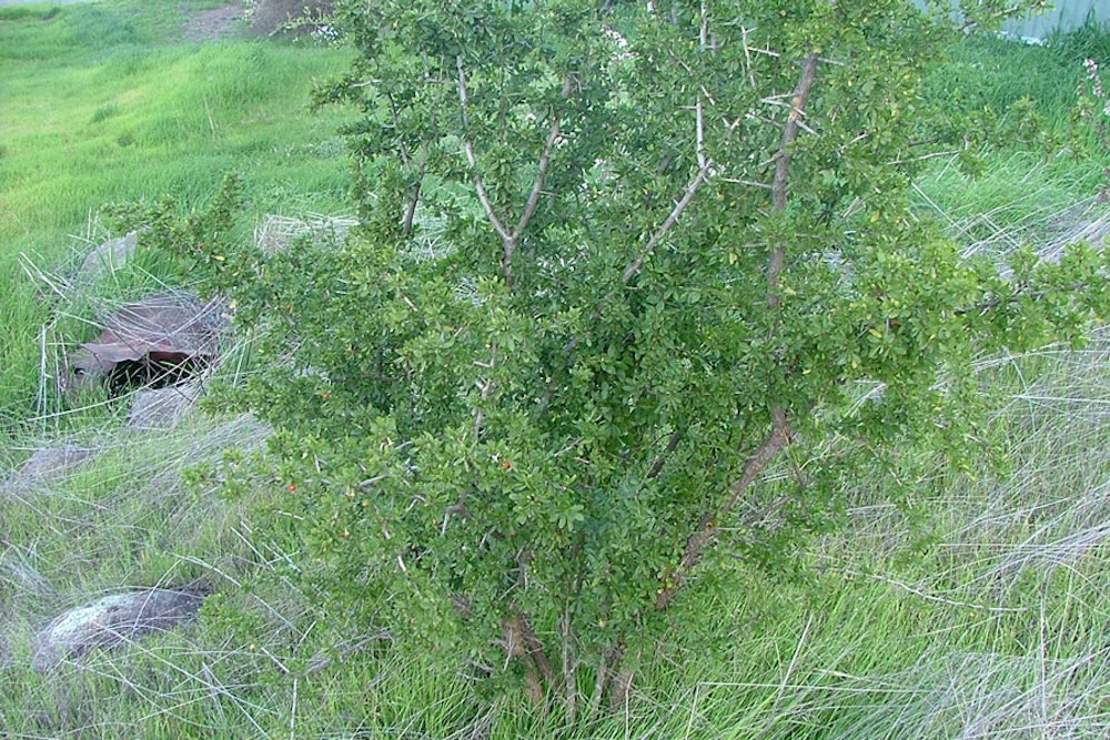 African boxthorn
