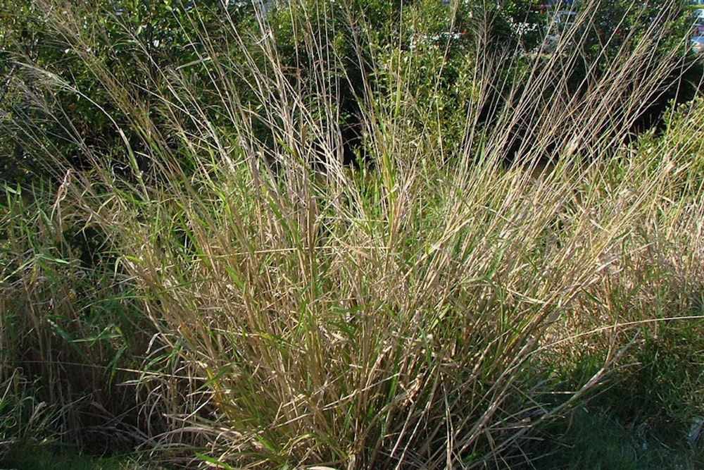 Guinea grass