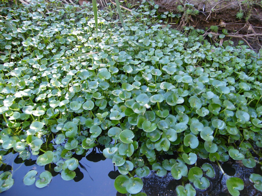Kidney leaf mudplantain