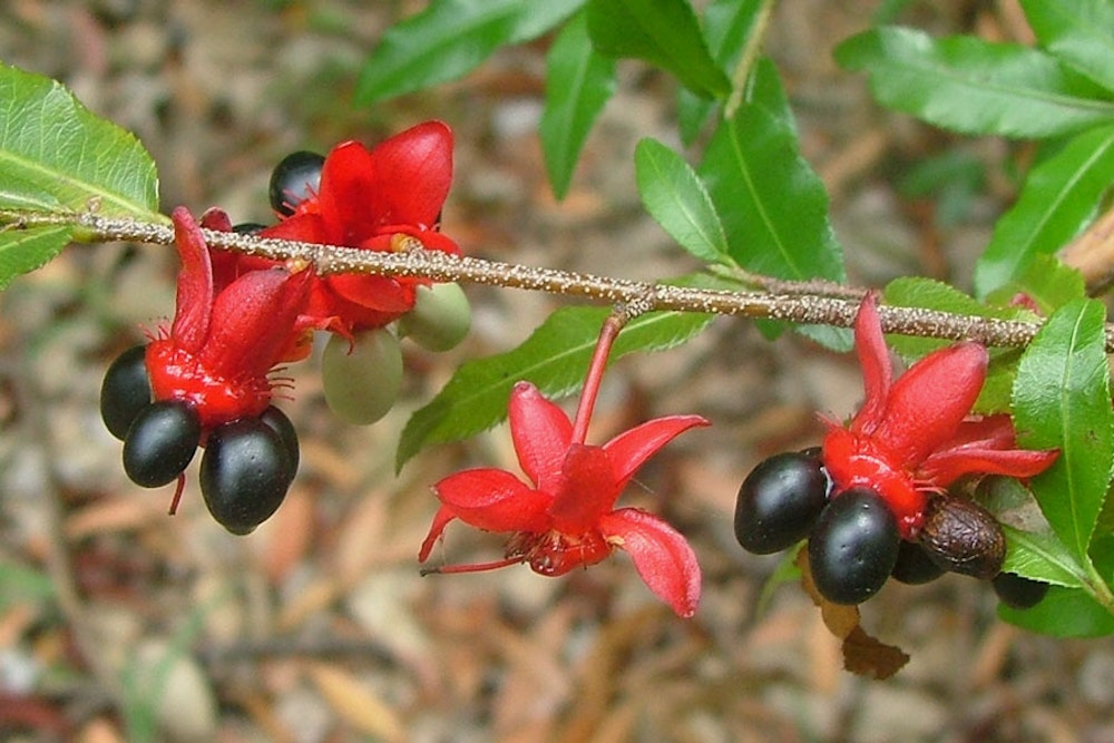 Ochna