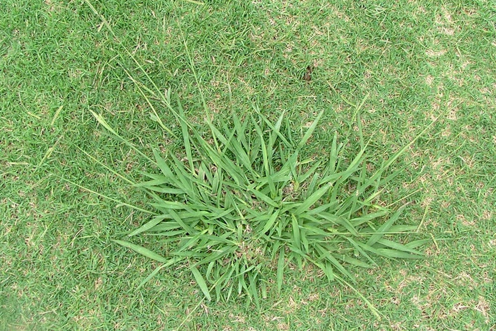 Paspalum