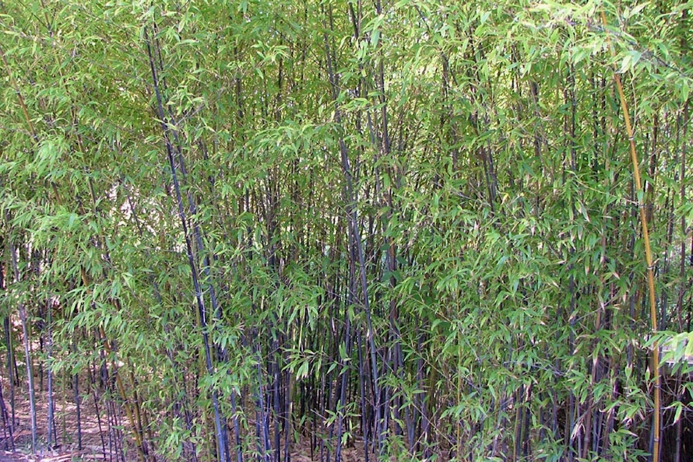 Black bamboo