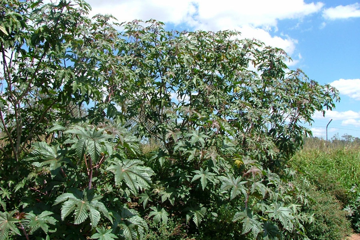 Castor oil plant