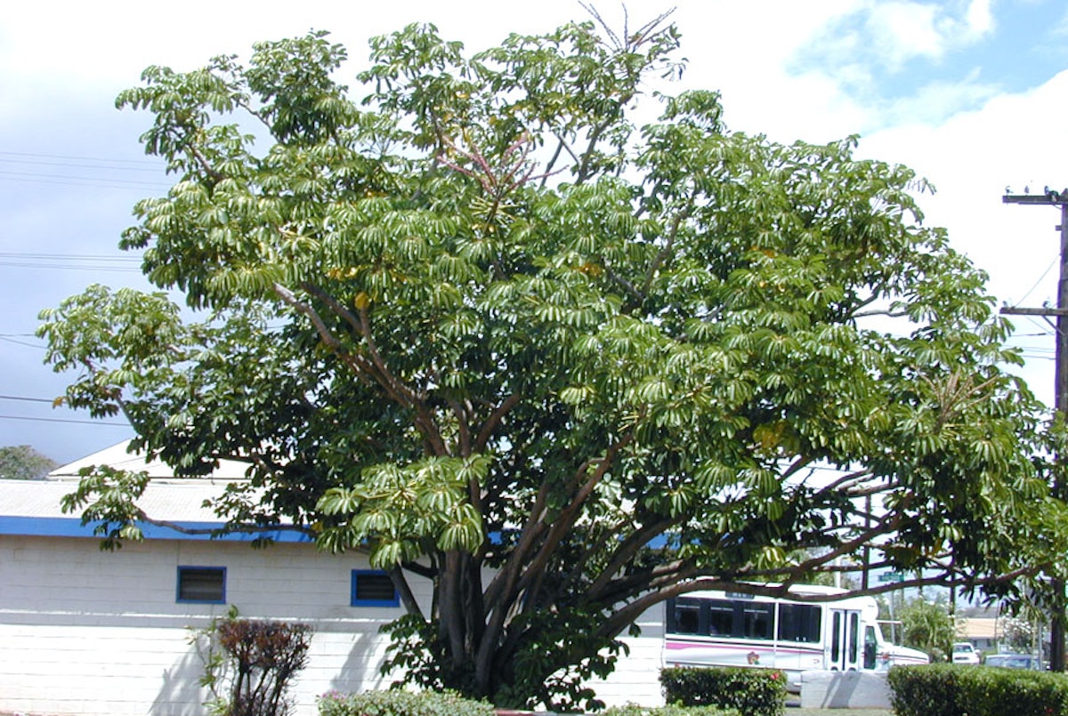 Umbrella tree