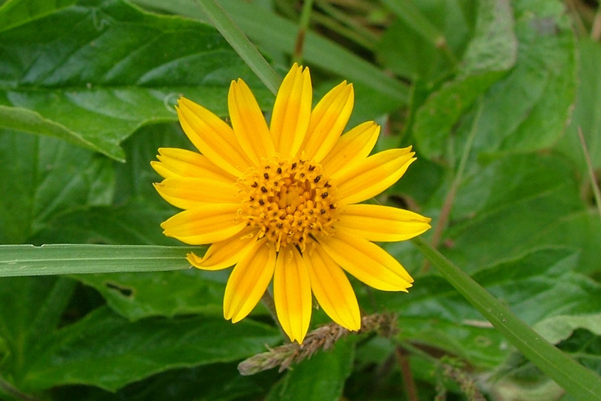 Singapore daisy