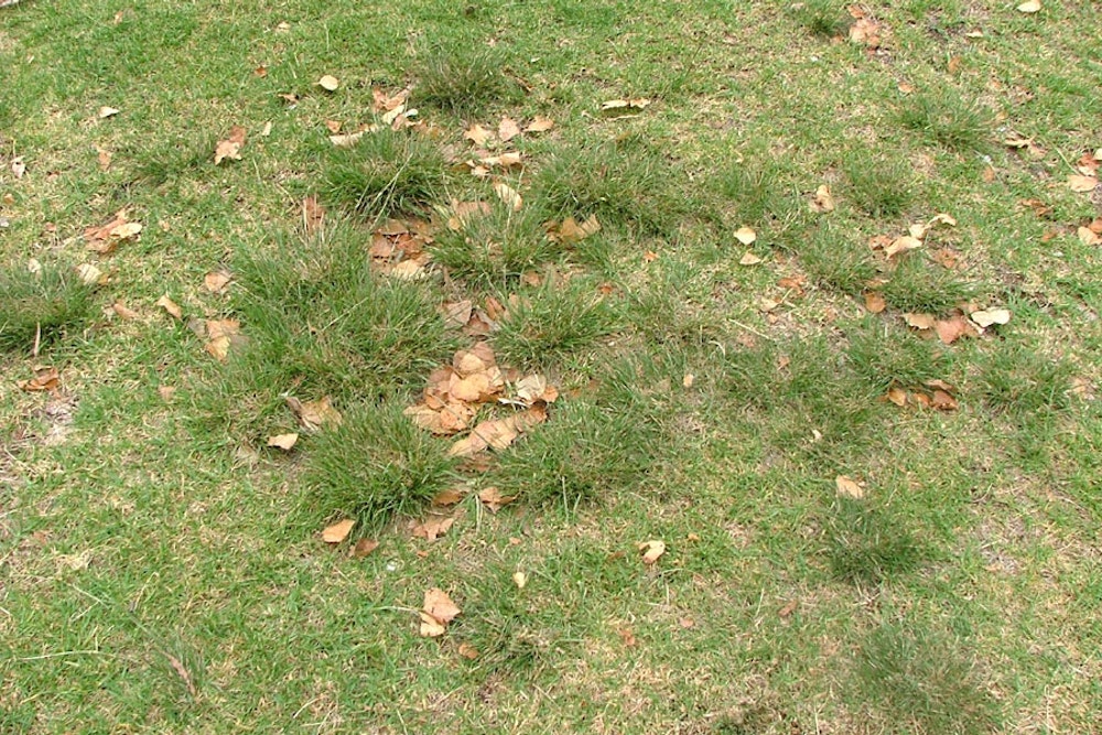 Parramatta grass