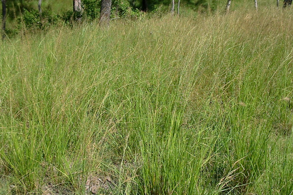 Giant rats tail grass