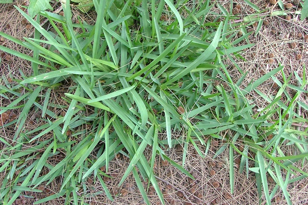 Buffalo Grass