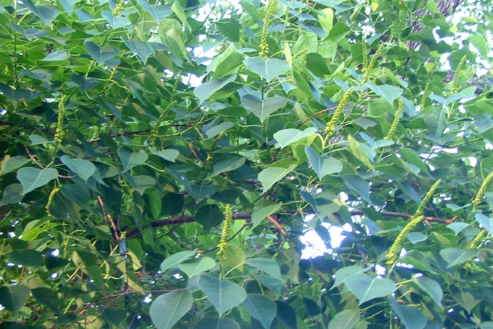 Chinese tallow tree