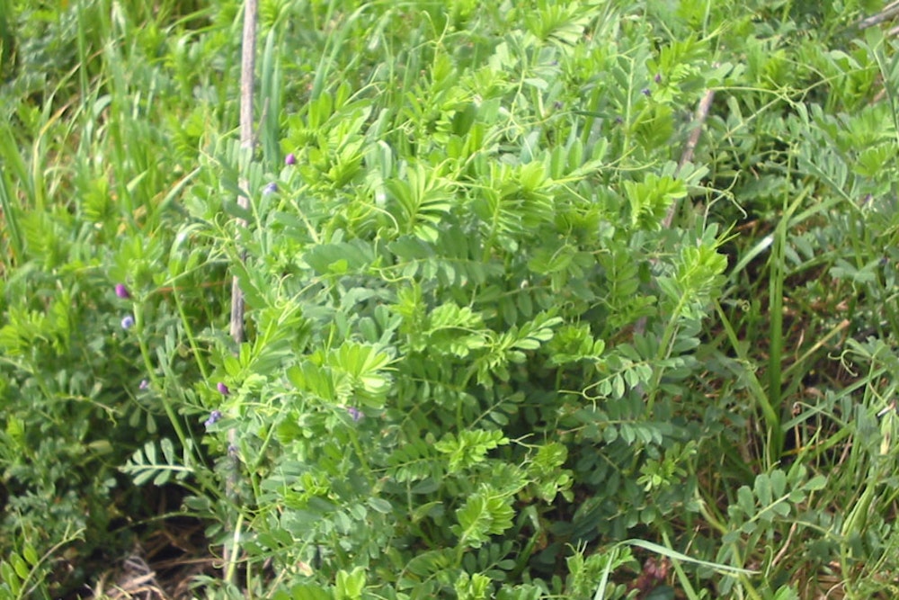 Common vetch