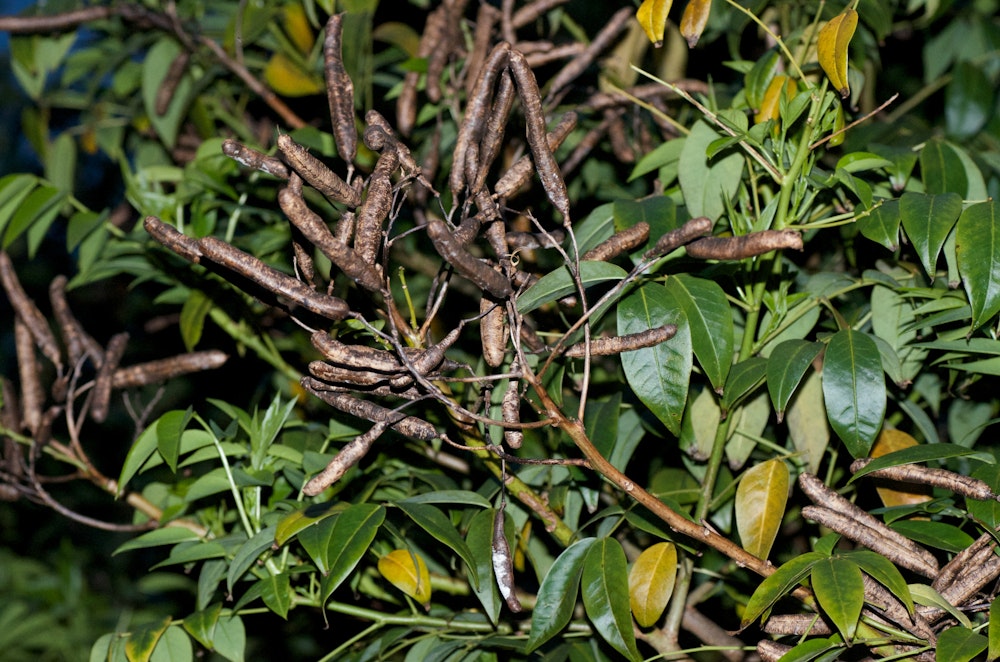 Arsenic bush