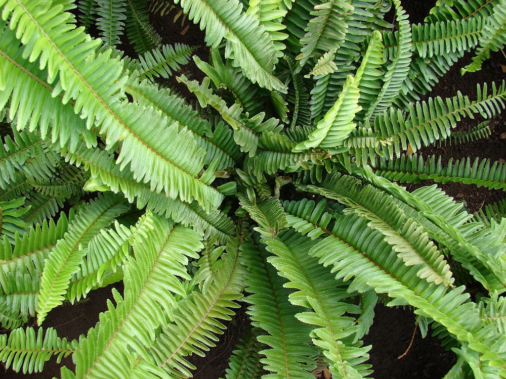 Fishbone fern
