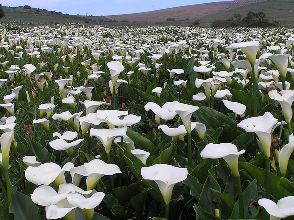 Arum lily