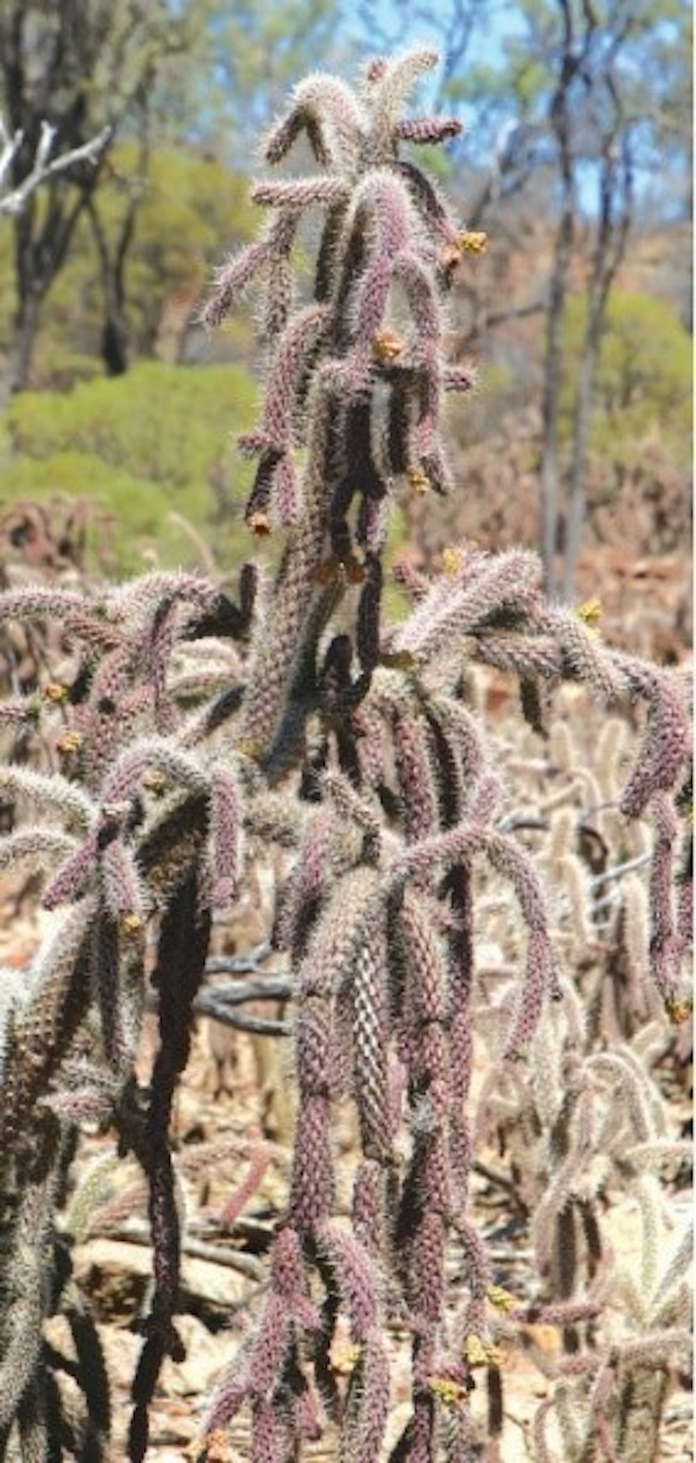 Snake cactus