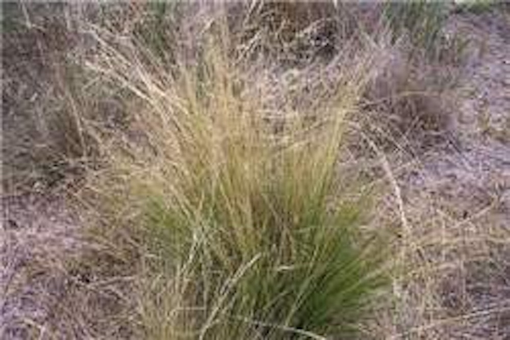 Serrated tussock