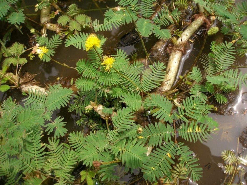 Water mimosa