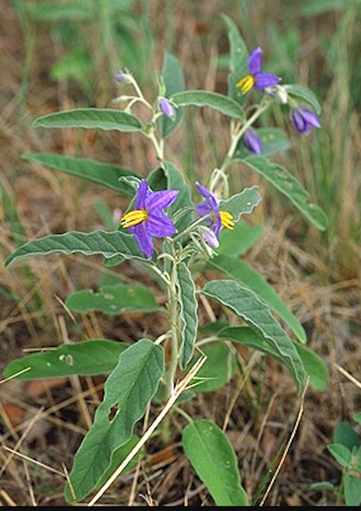 Silver-leaf nightshade