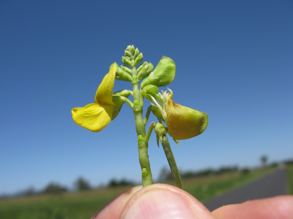 Dalrymple Vigna