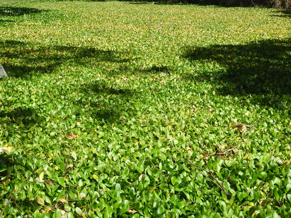 Amazon frogbit