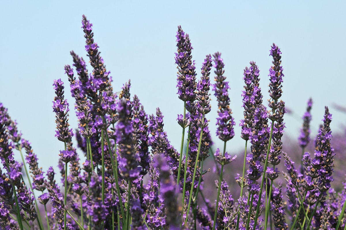 9 beneficios de la lavanda que no conocías