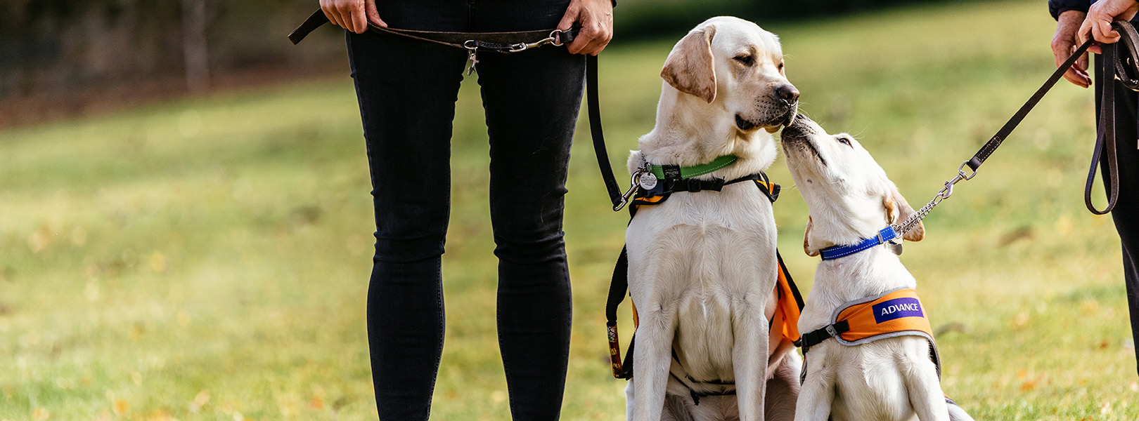 How Do Guide Dogs Help The Community