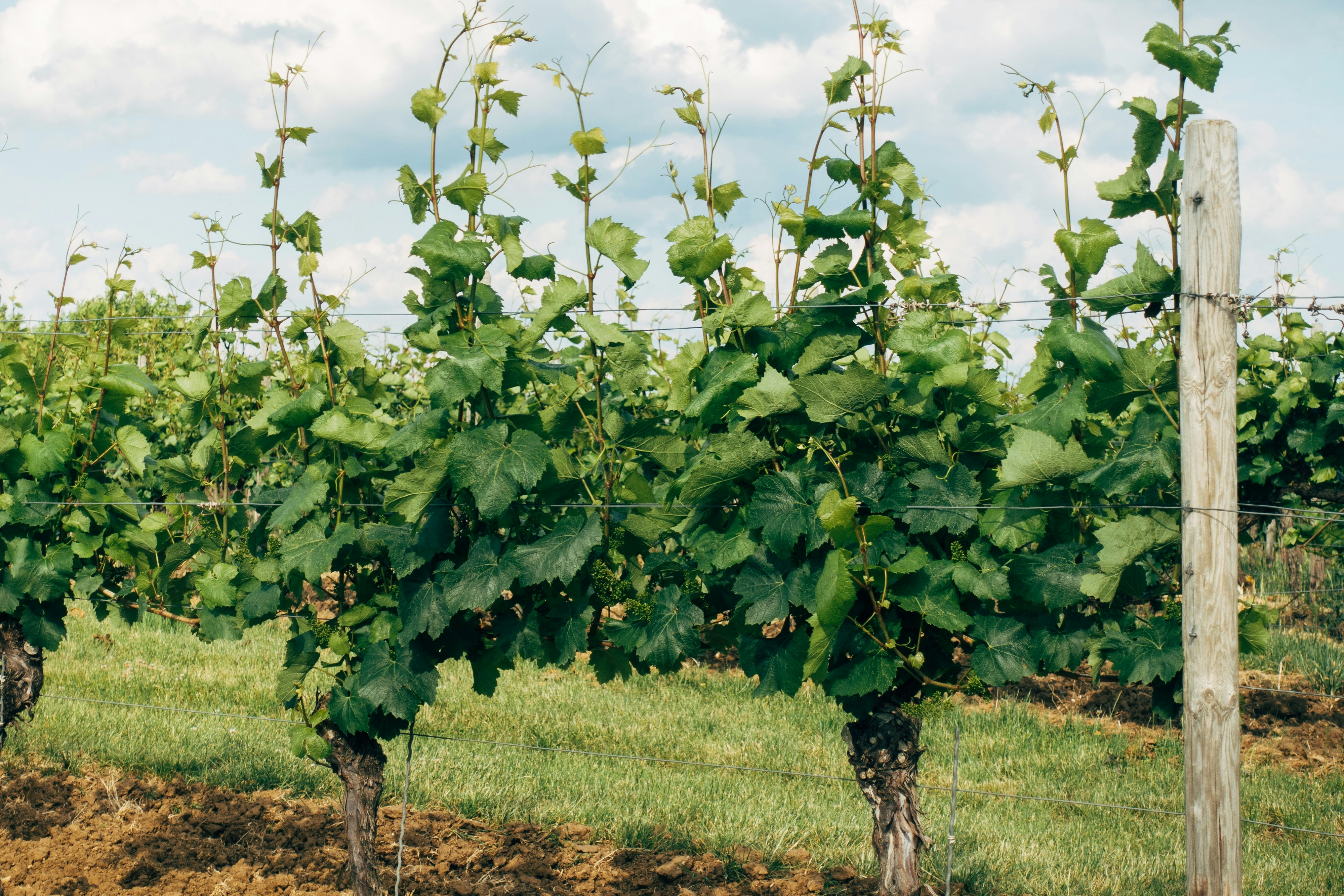 An introduction to Austria’s drinking culture