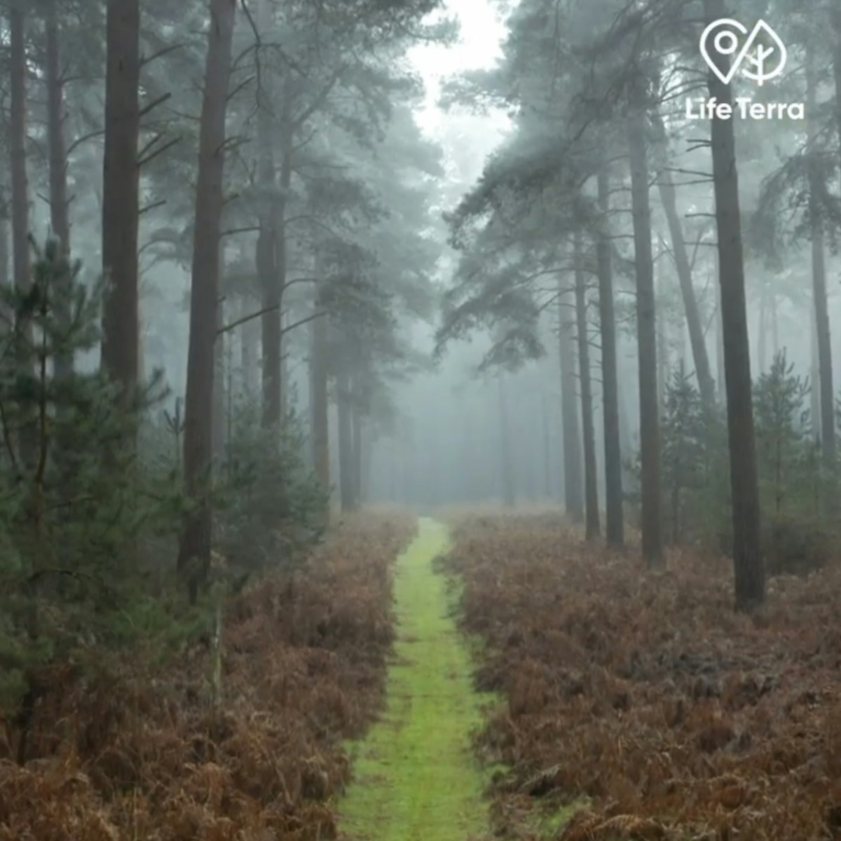 HOW THIS 92-YEAR-OLD GERMAN FORESTER HAS SEEN OUR FORESTS CHANGE OVER ...