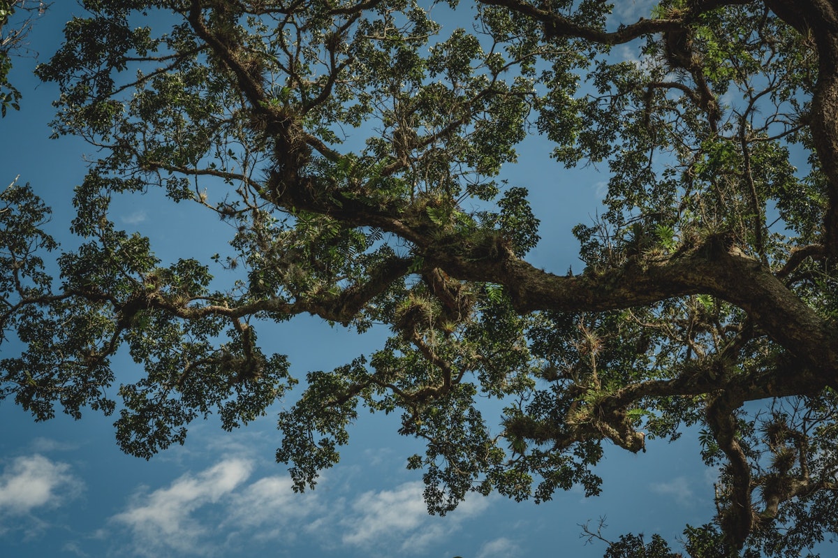 OLD OAK TREES 'LEARN' TO RAISE CO2 ABSORPTION • Life Terra