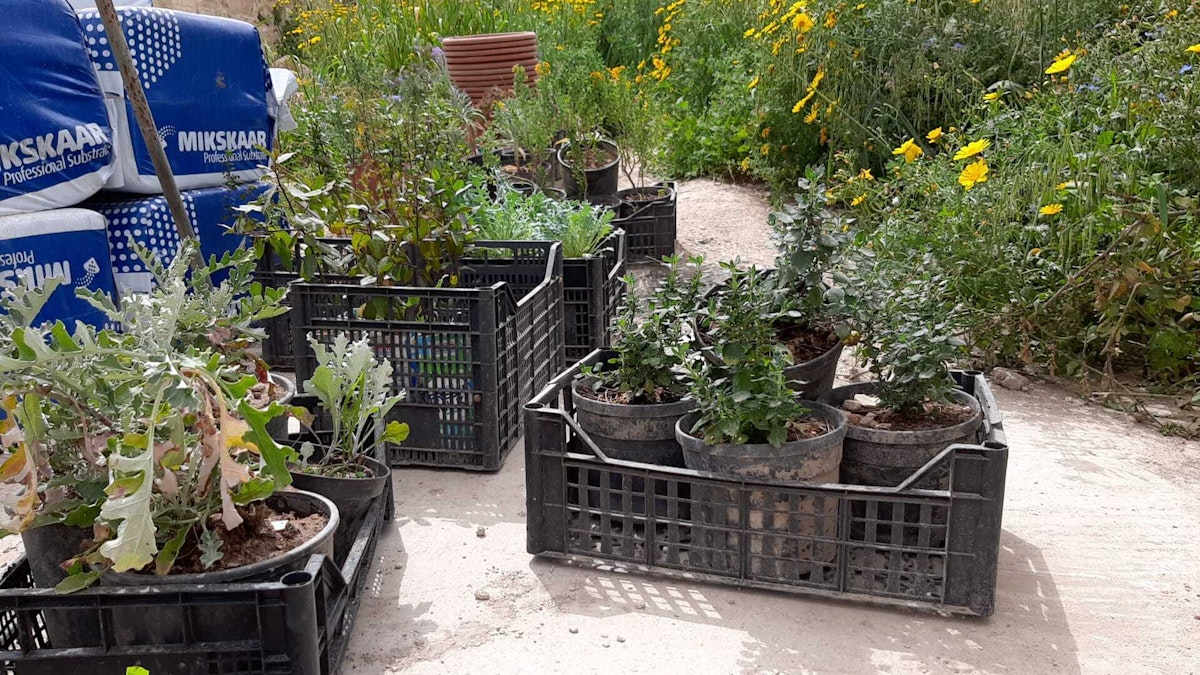 Second tree planting event completed in Malta • Life Terra