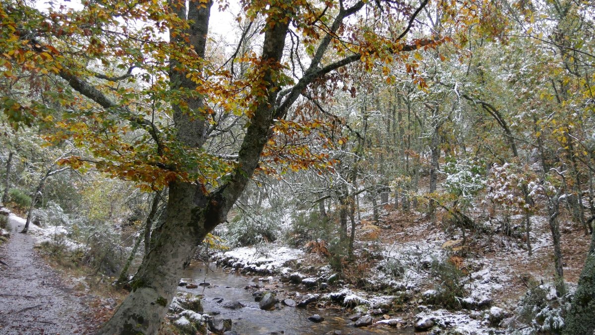 La ampliación Hayedo de Montejo clave de su supervivencia