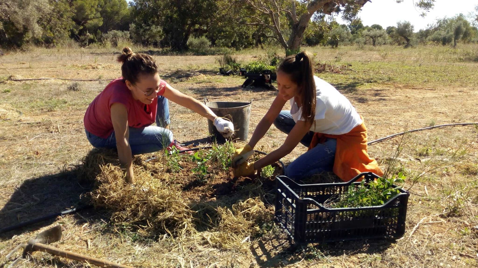 Planting in Ecotròs agriculture farm • Life Terra