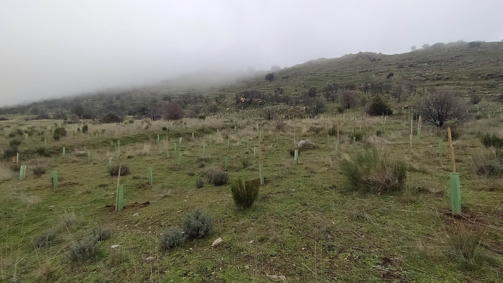 Post-fire reforestation project in Madrid • Life Terra