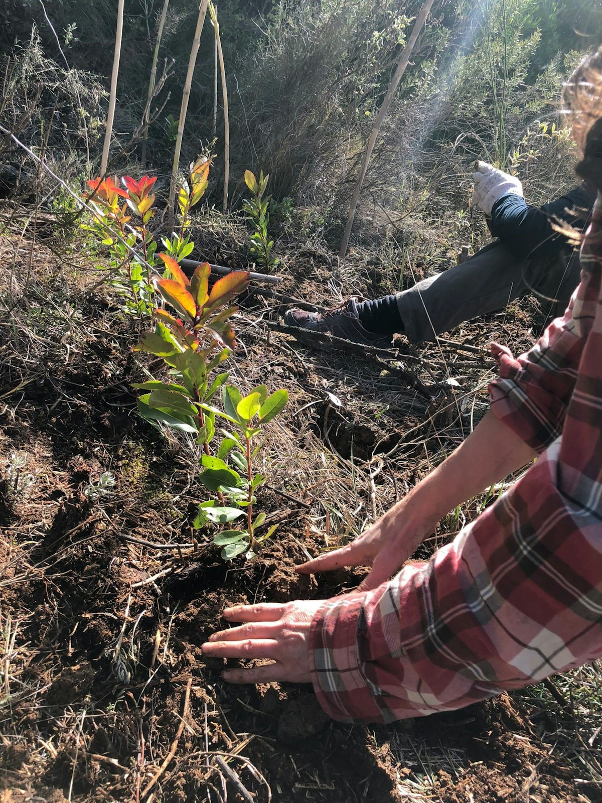 Proyecto Piloto Bodaville • Life Terra