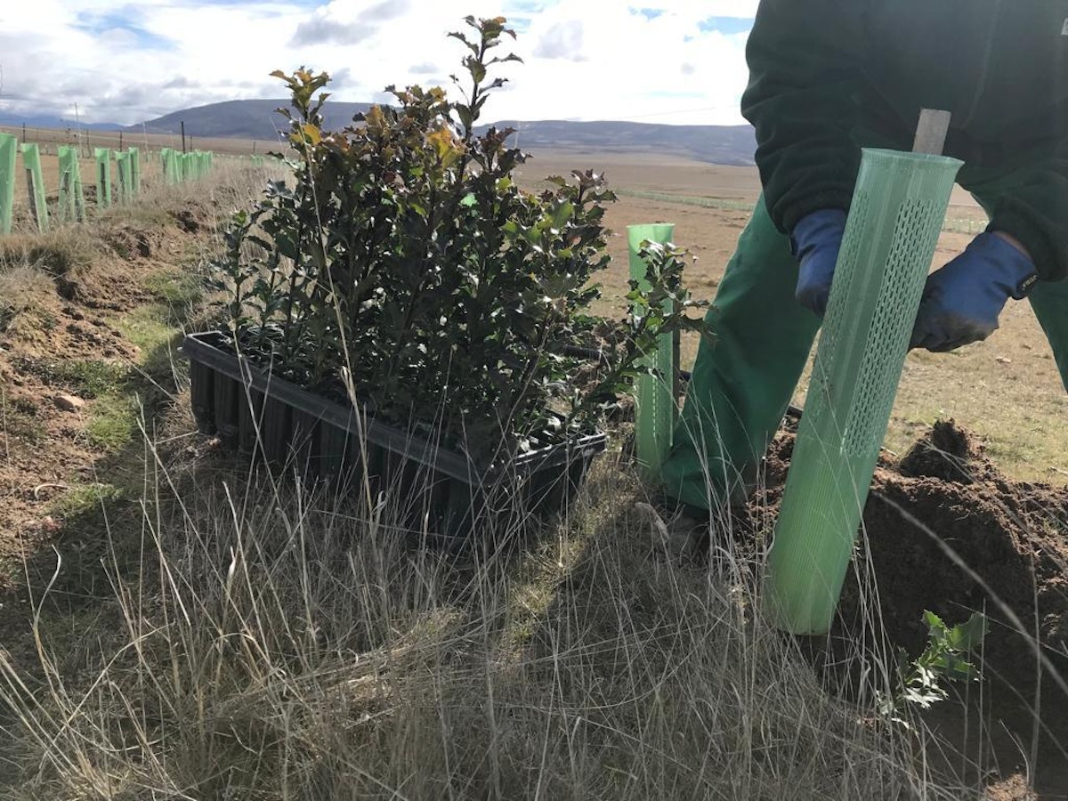 Planting 2000 trees and shrubs for biodiversity in Segovia