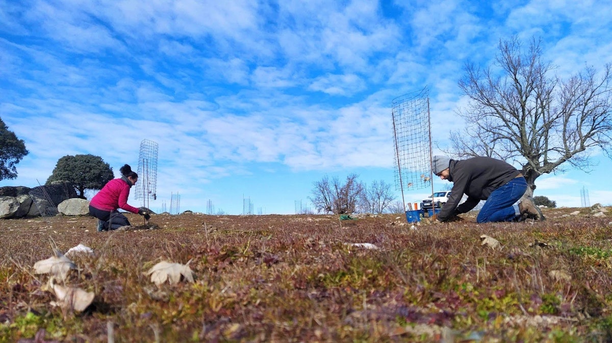 Replanting at "Cubo de Don Sancho Farm": Event Recap