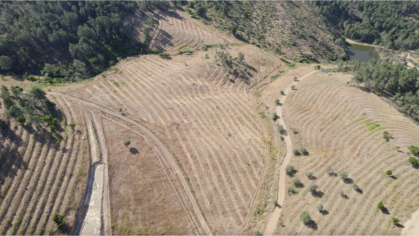 Why We Only Plant Trees in the Right Season • Life Terra