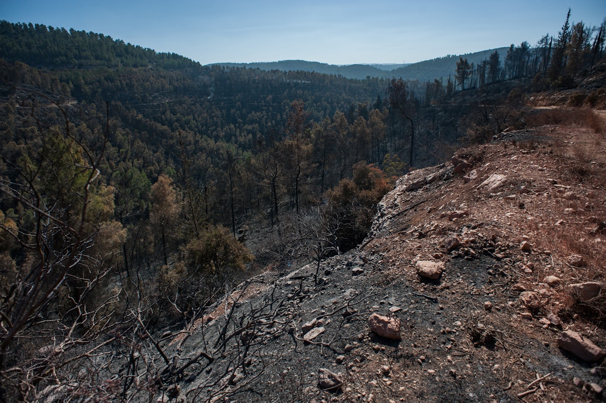 Why so many wildfires? • Life Terra