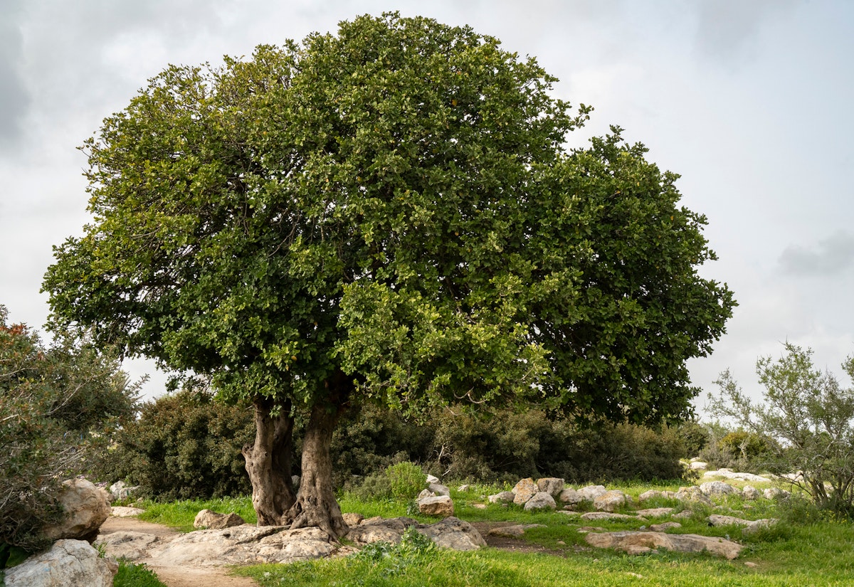 Life Terra's Top 10 most planted trees of 2024 • Life Terra