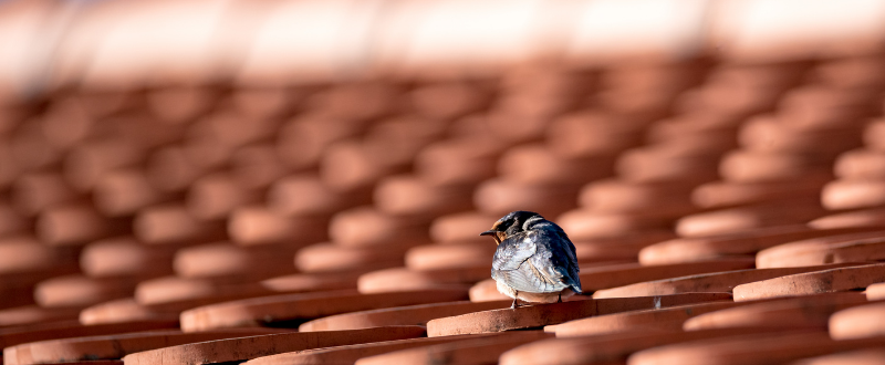 How to get rid of bird infestation in your property