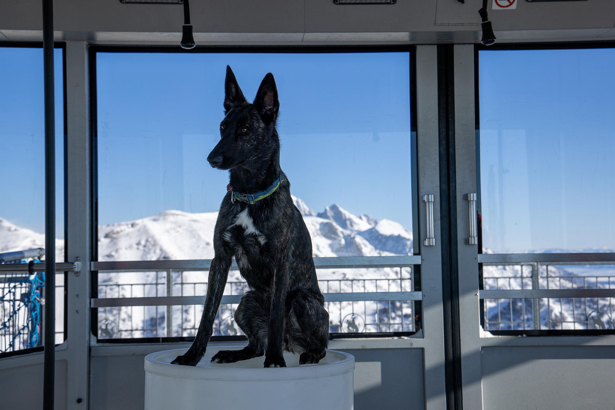 Patrol Dogs - Jackson Hole Mountain Resort