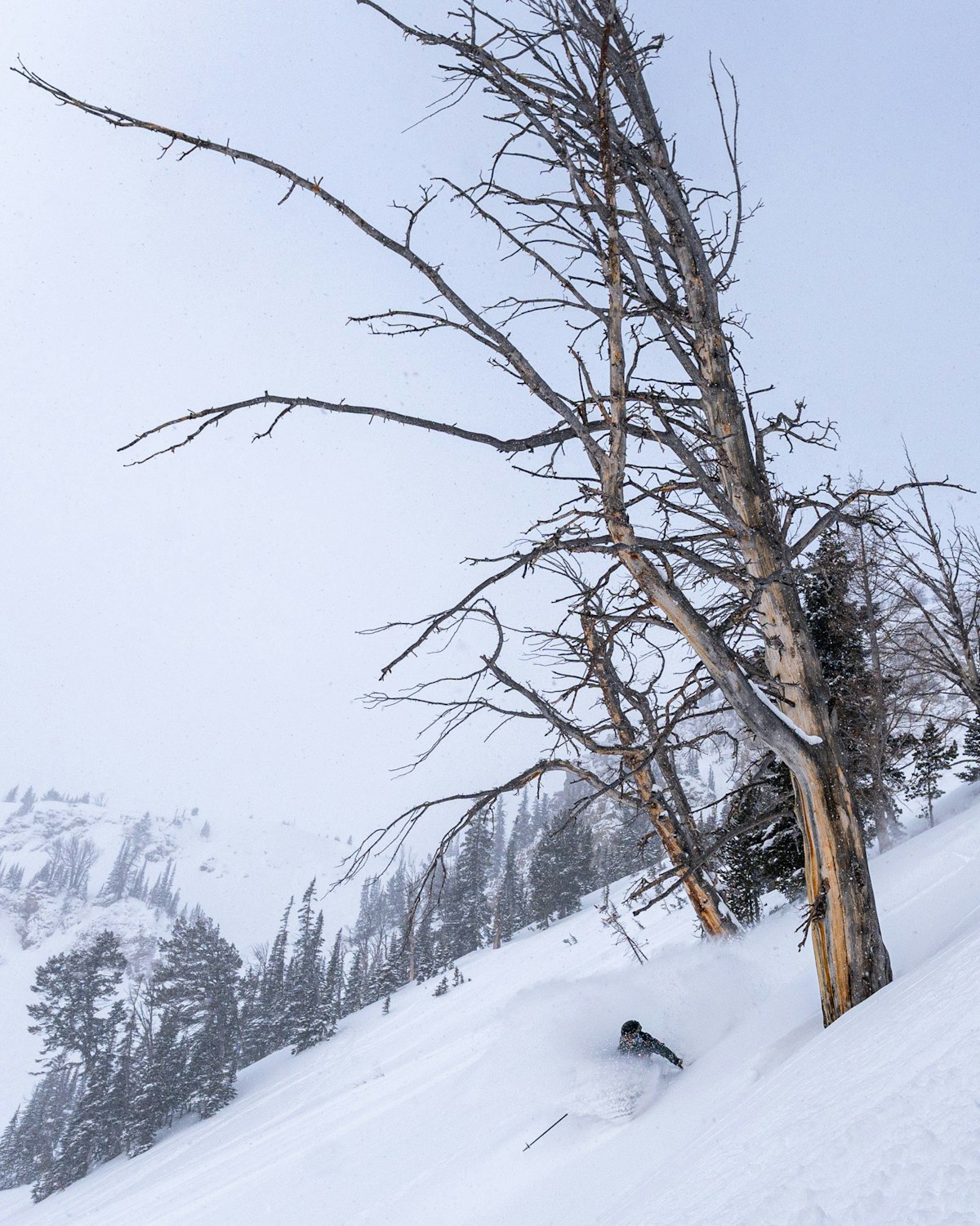 A Snowy Start to 2026 in Jackson Hole - Jackson Hole Mountain Resort