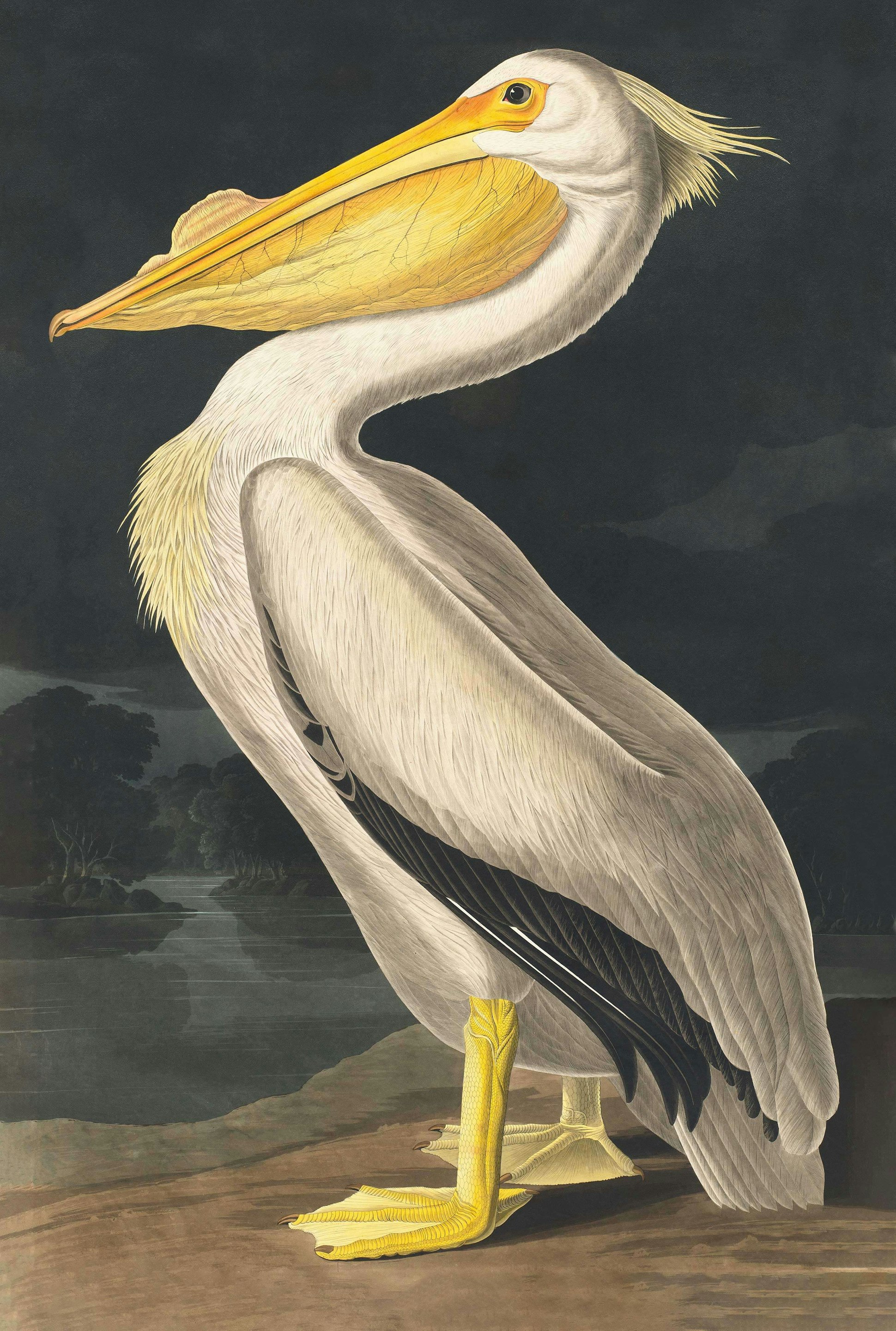 Birds of America Pelican Wallpaper Mural | Bobbi Beck