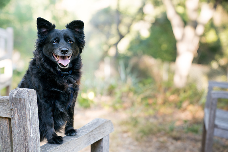 How to identify 8 key dog emotions and dog body language - Pure Pet Food