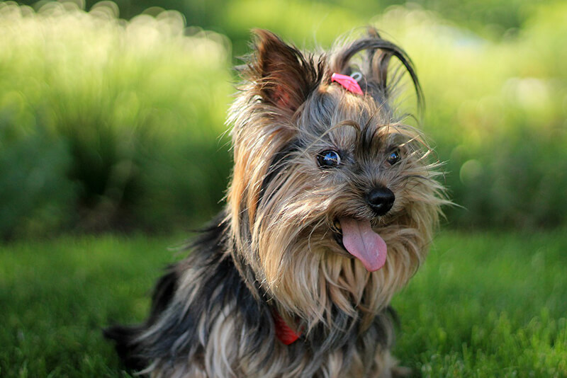 Why Do Yorkies Scratch So Much