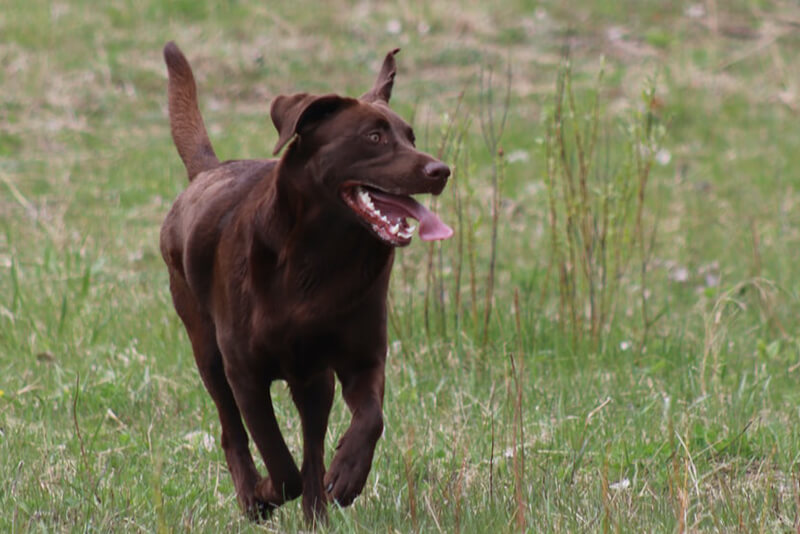 Are Chocolate Labradors Easy To Train