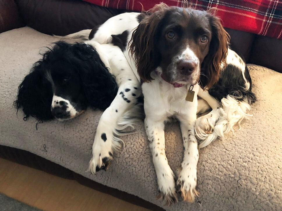 How Quickly Do Springer Spaniels Grow
